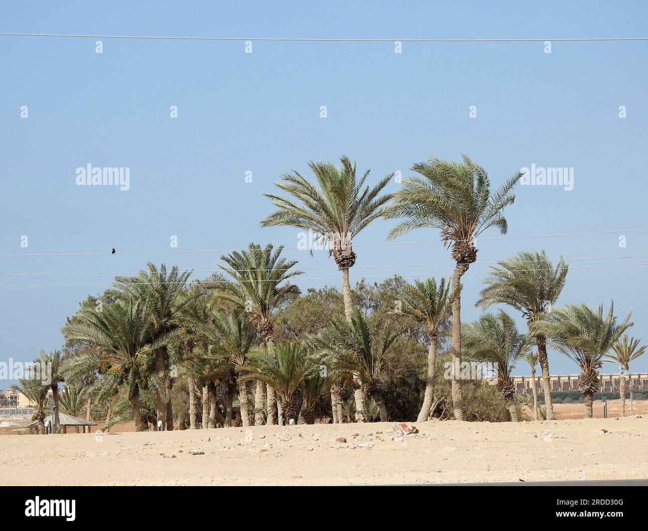 Prophet Moses Springs, Water wells and palms in Sinai Peninsula, Ras ...