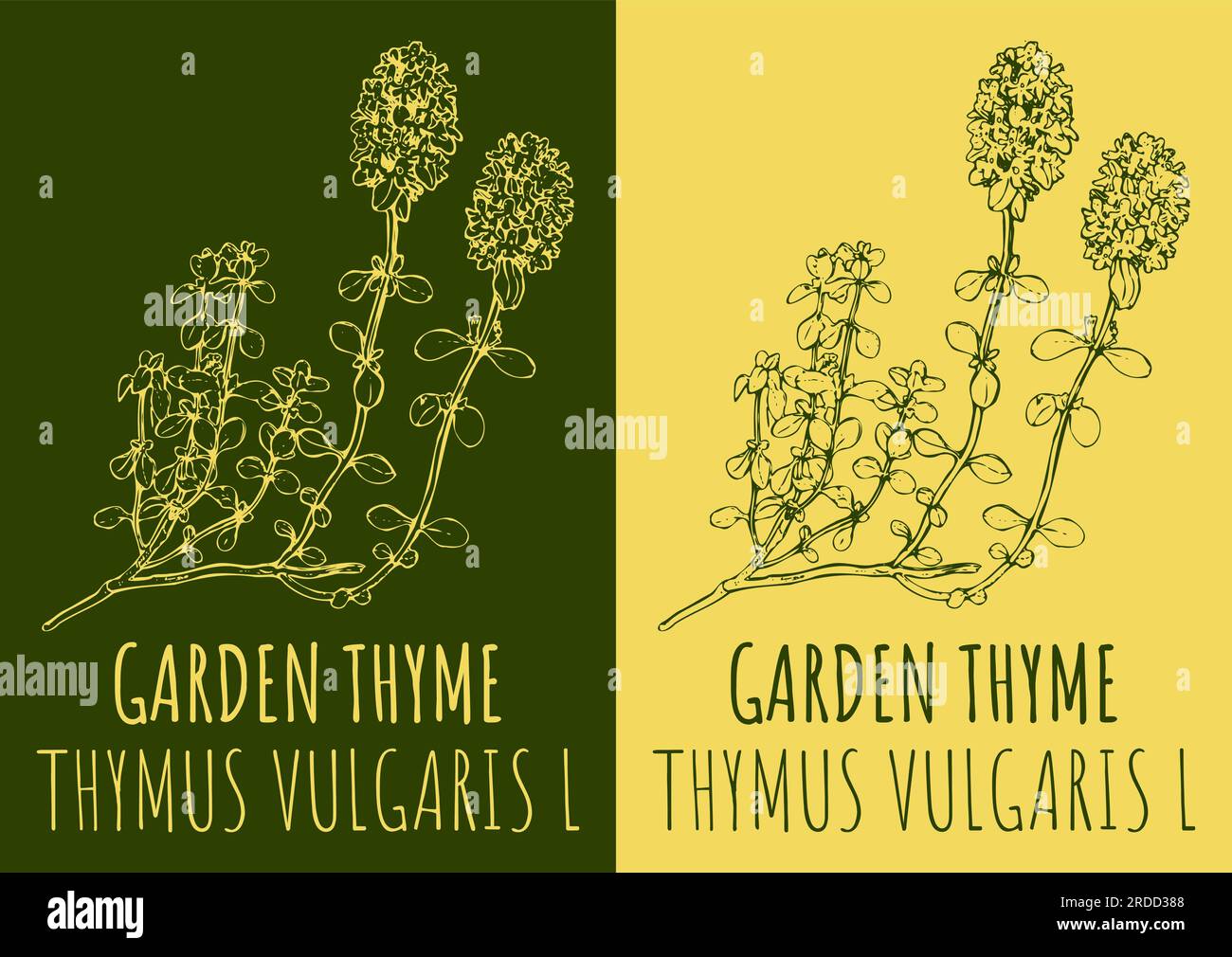 Vector drawing GARDEN THYME. Hand drawn illustration. The Latin name is THYMUS VULGARIS L Stock ...