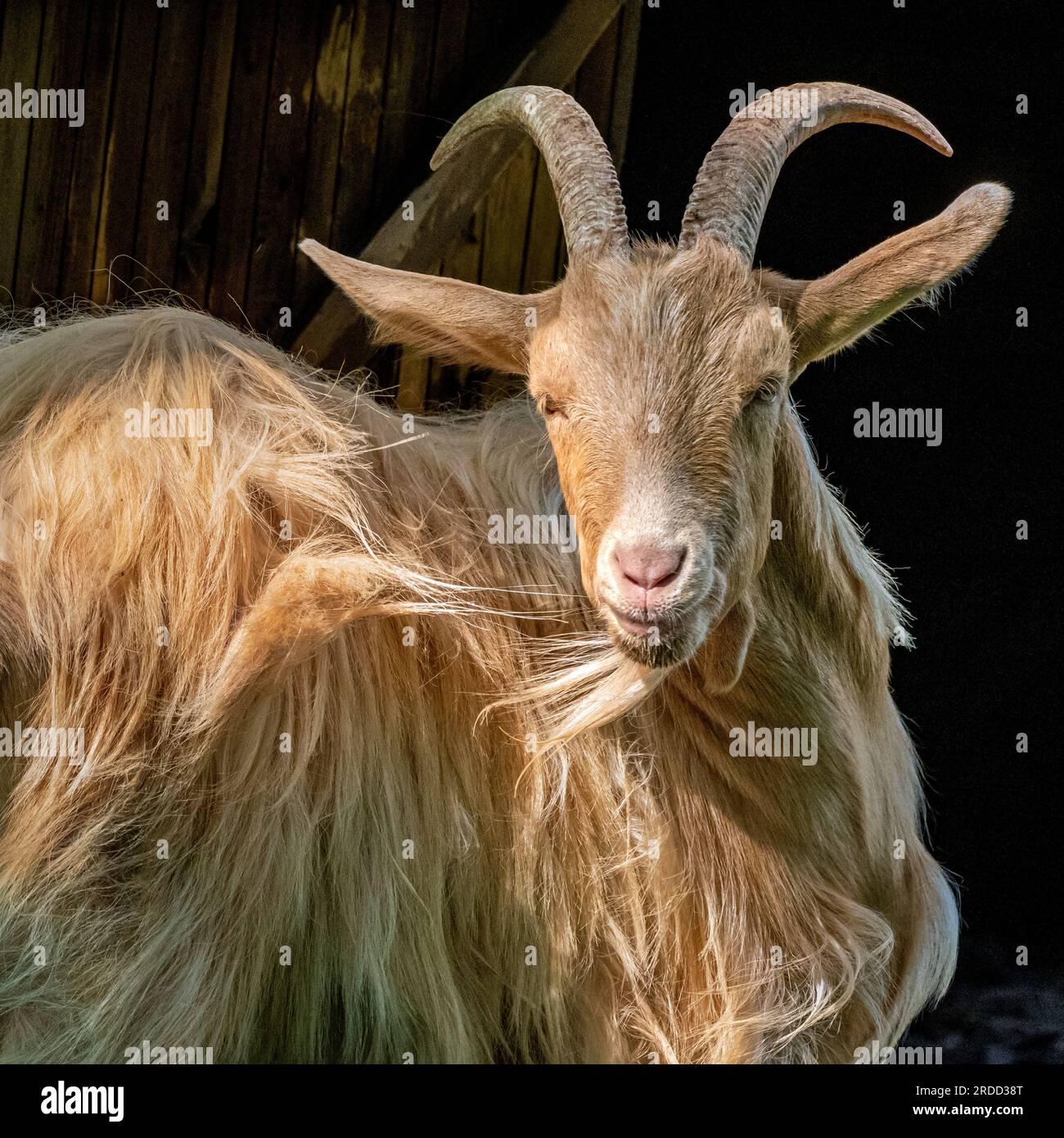 Belgian Fawn Goat