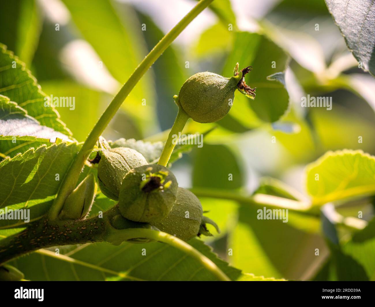 Young developing nuts of Shargbark Hickory Carya Ovata Stock Photo - Alamy