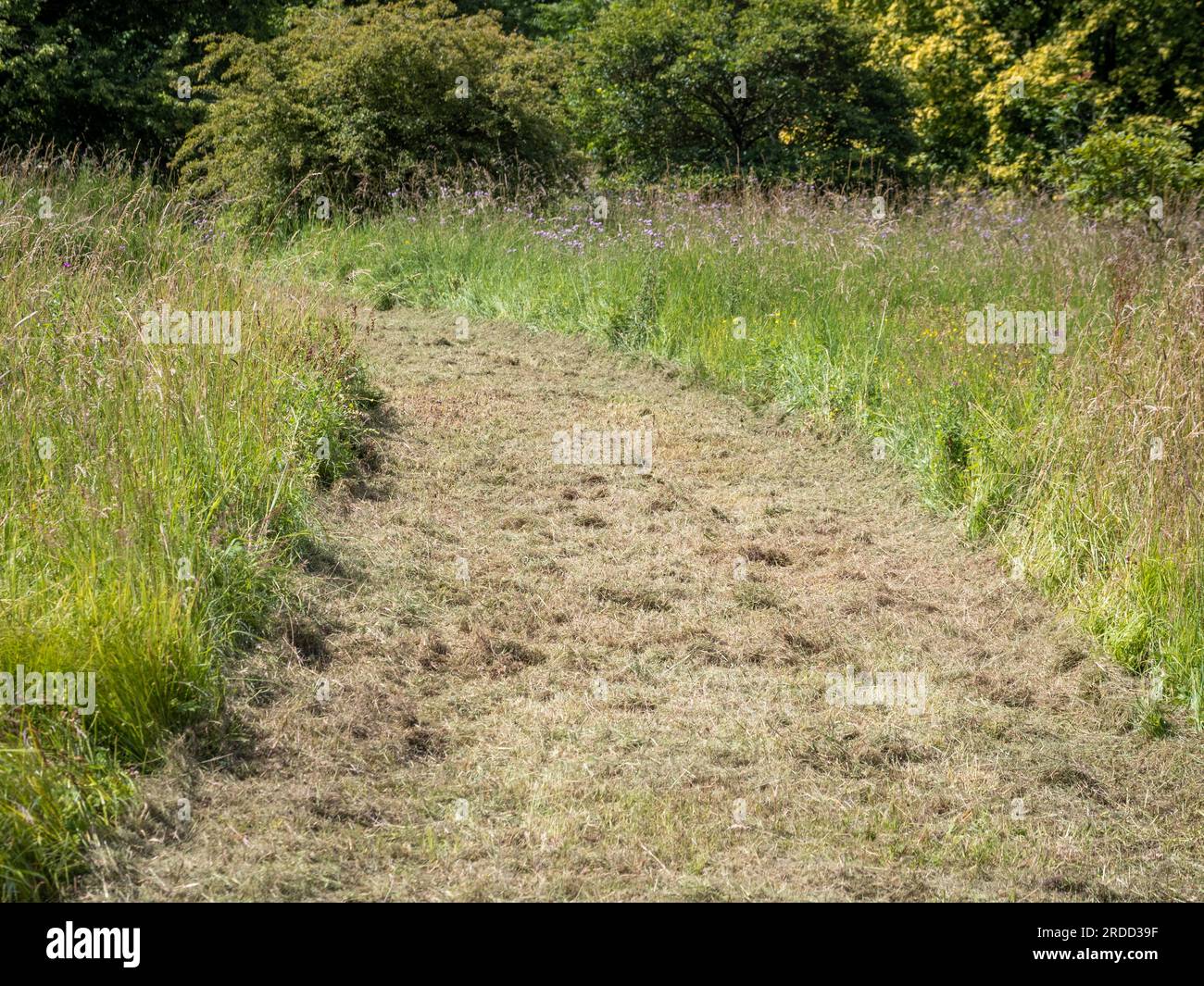 Pathway mowed through a wildflower meadow. UK Stock Photo - Alamy