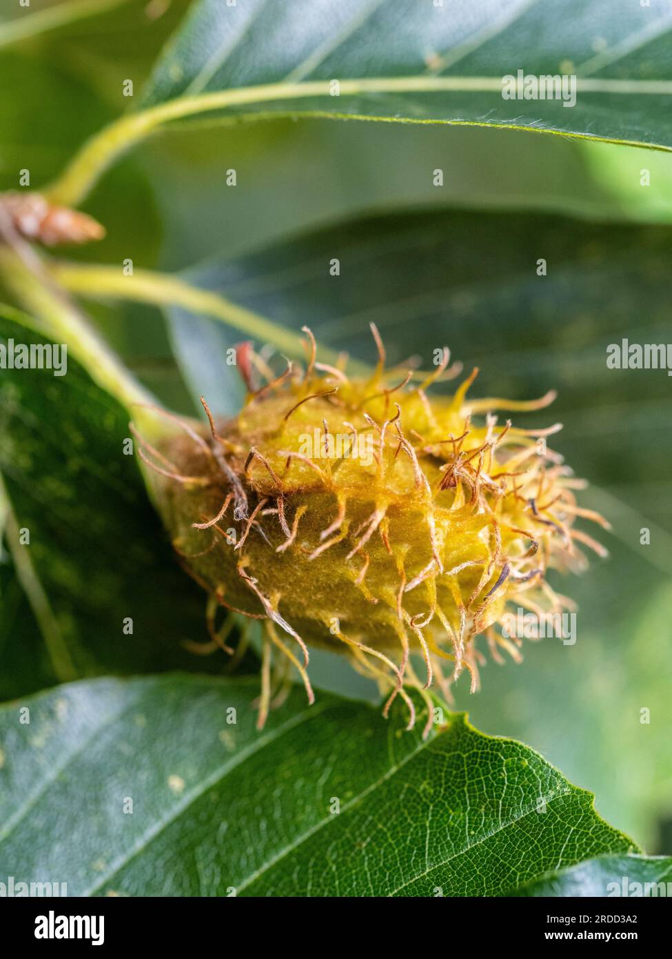 Beech tree seed hi-res stock photography and images - Alamy