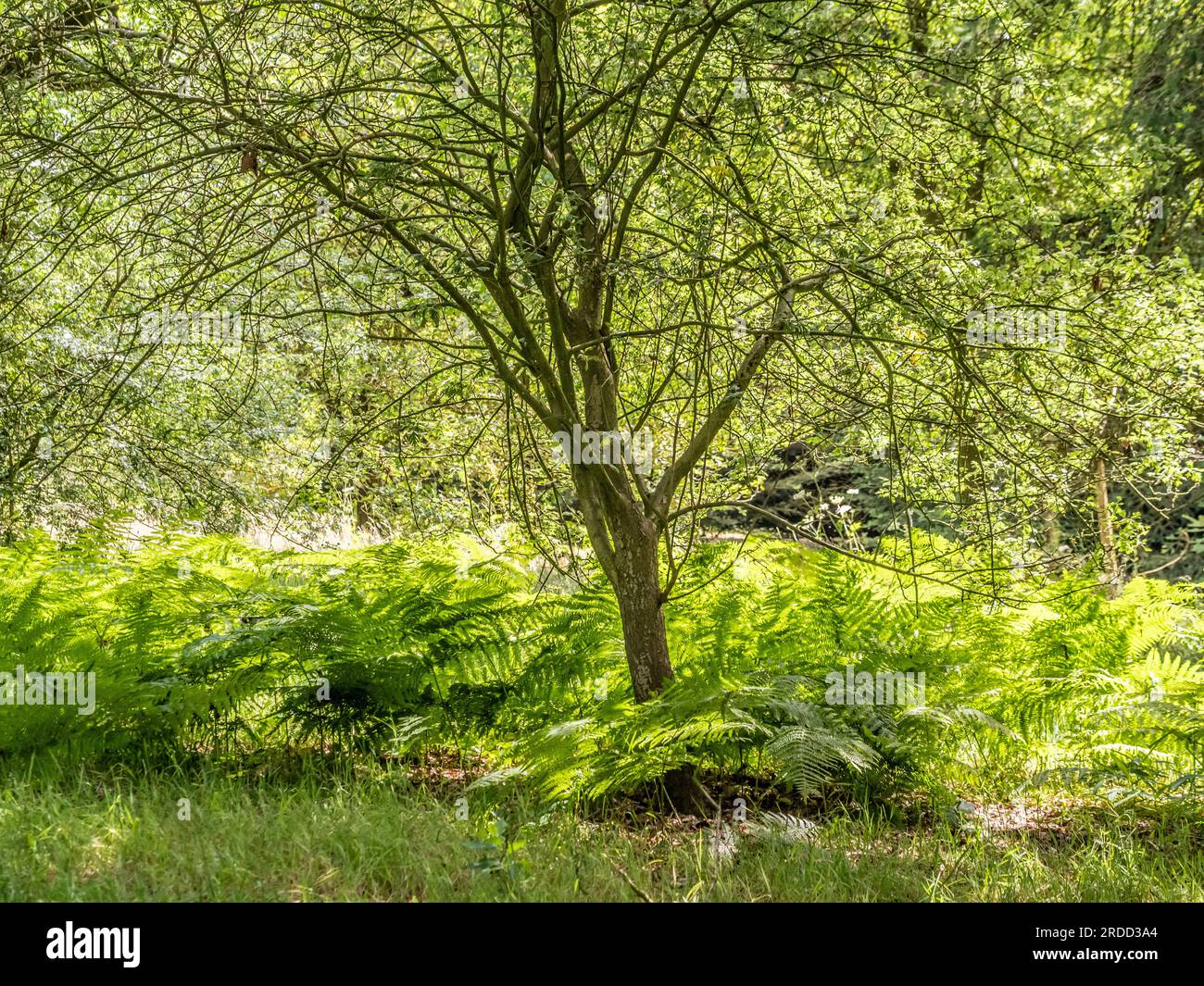 Backlit bracken undergrowth beneath a tree in a UK woodland during ...
