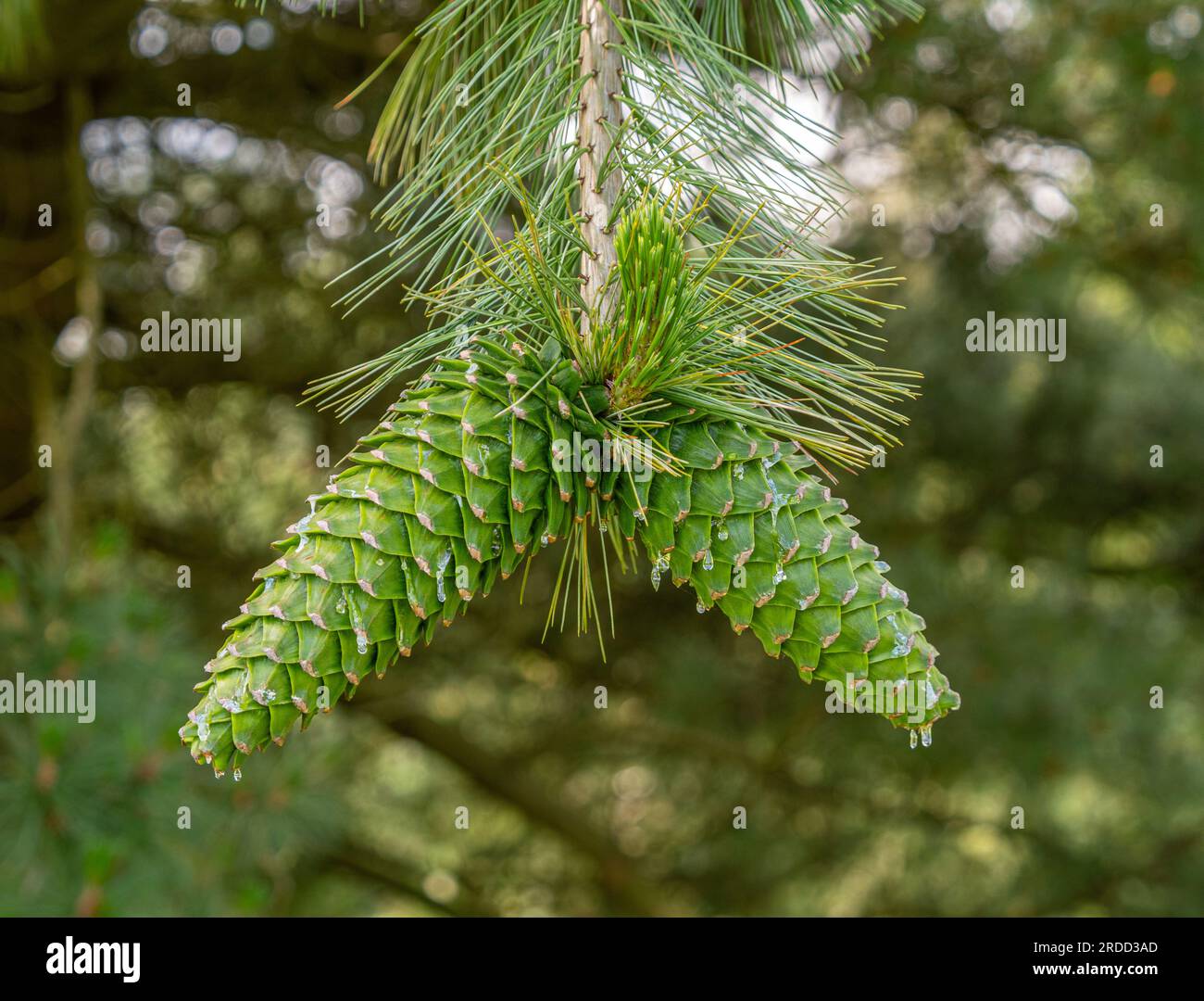 Large green pine cones hanging from the tip of a branch on a pine tree ...