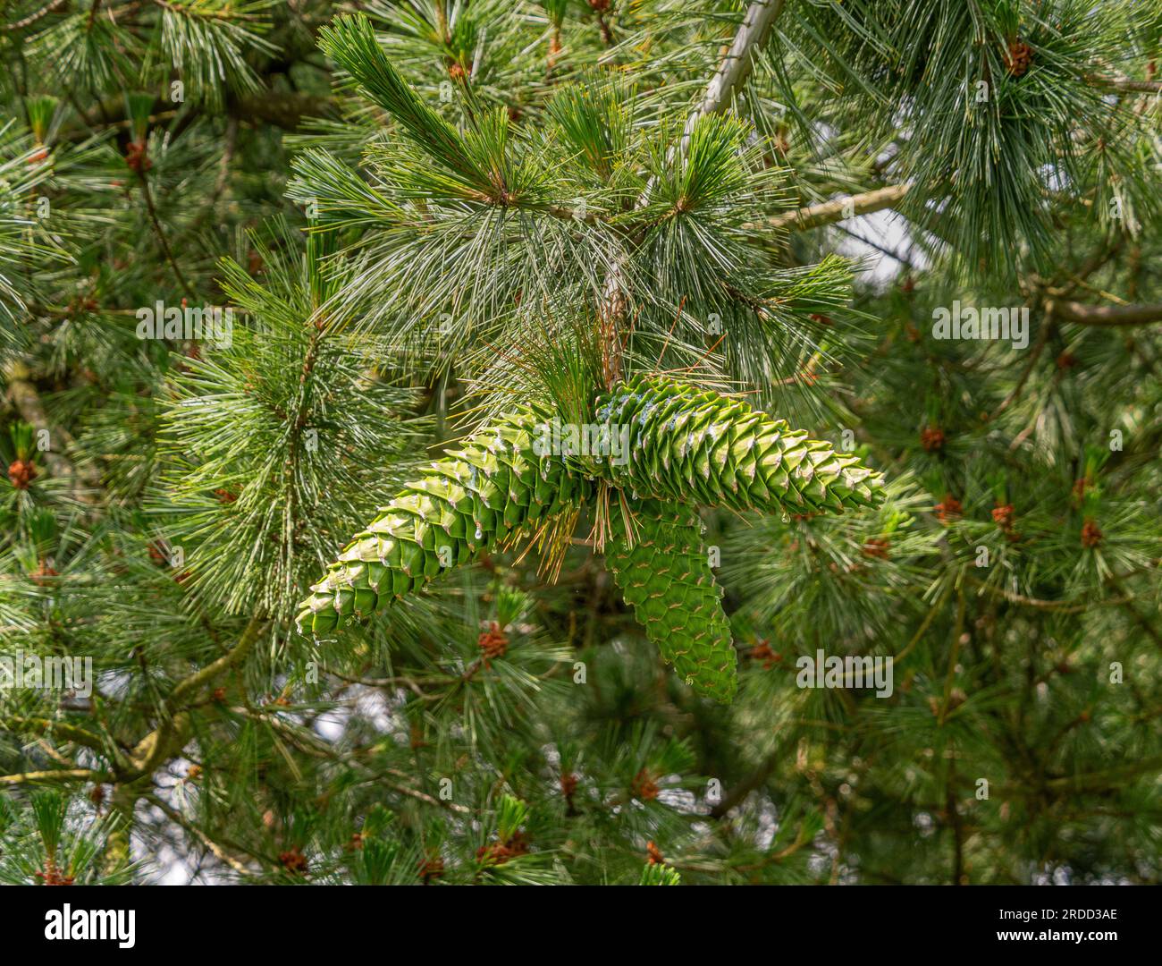 The large pine hi-res stock photography and images - Alamy