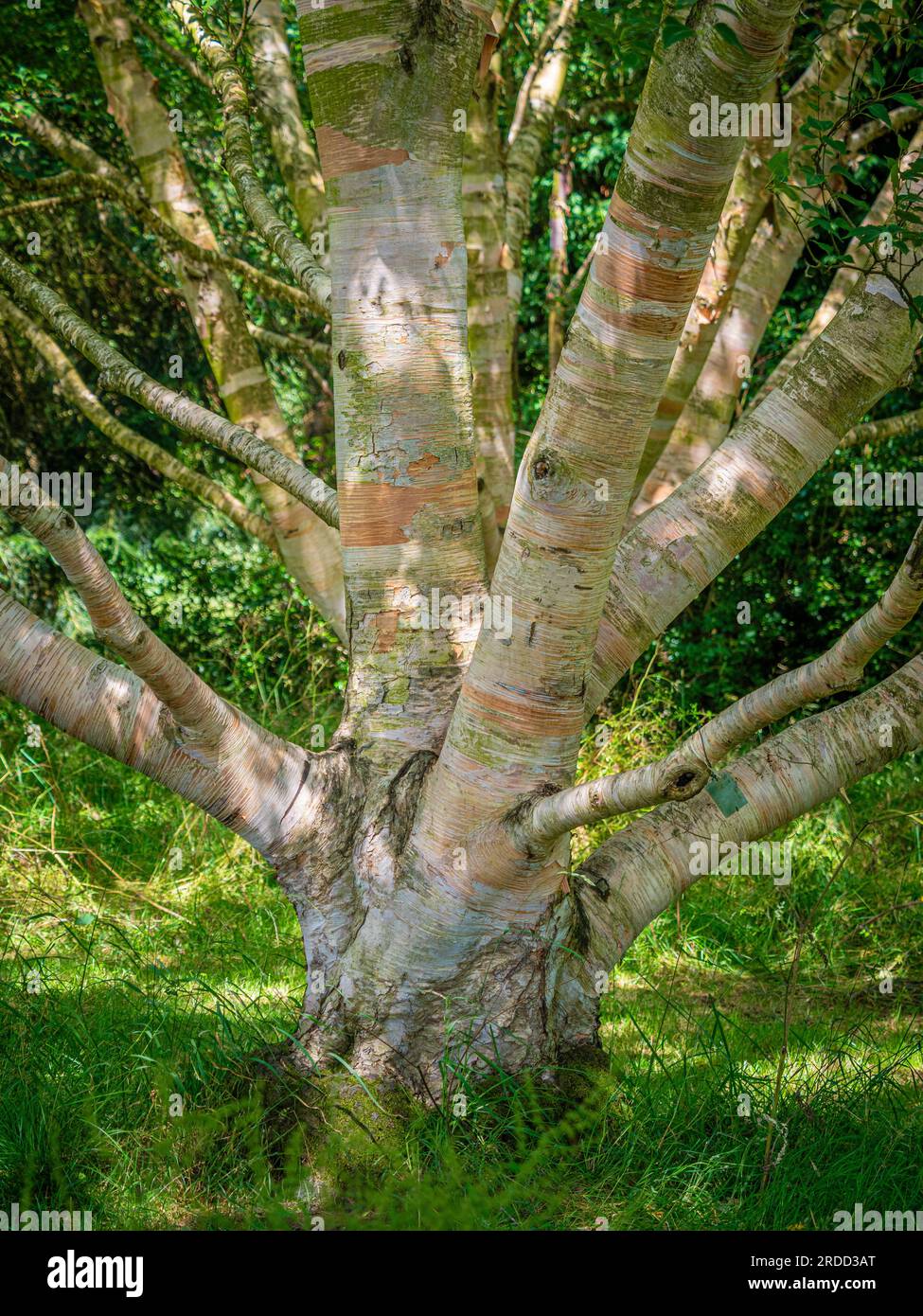 Erman's Birch (Betula Ermanii) with its peeling papery bark Stock Photo ...