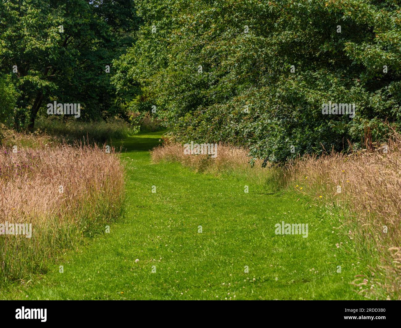 Grass pathway mown through a summer meadow leading into a woodland area ...