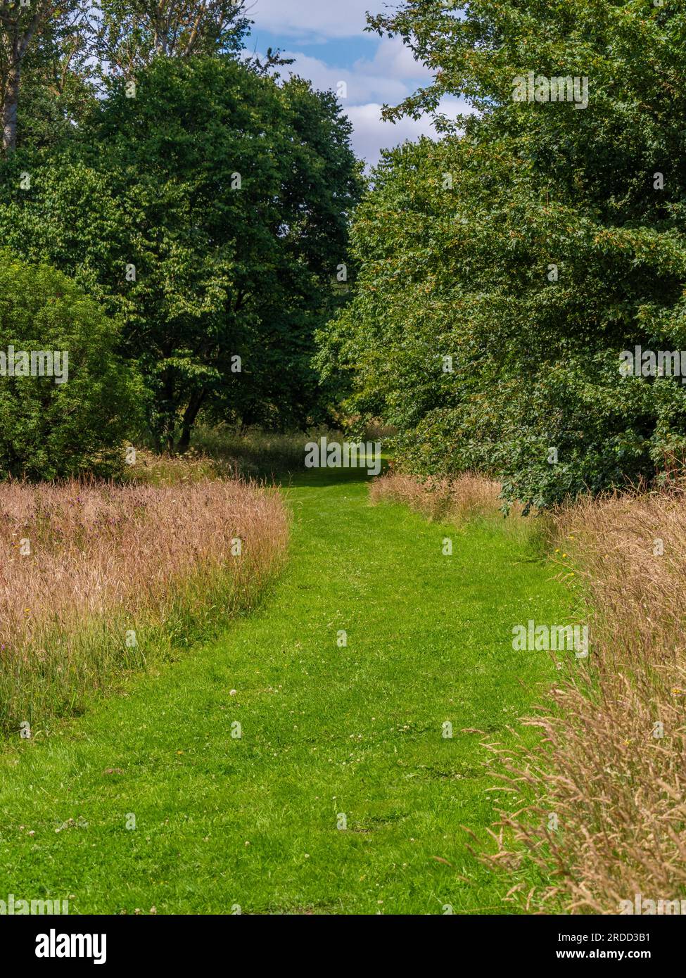 Grass pathway mown through a summer meadow leading into a woodland area ...