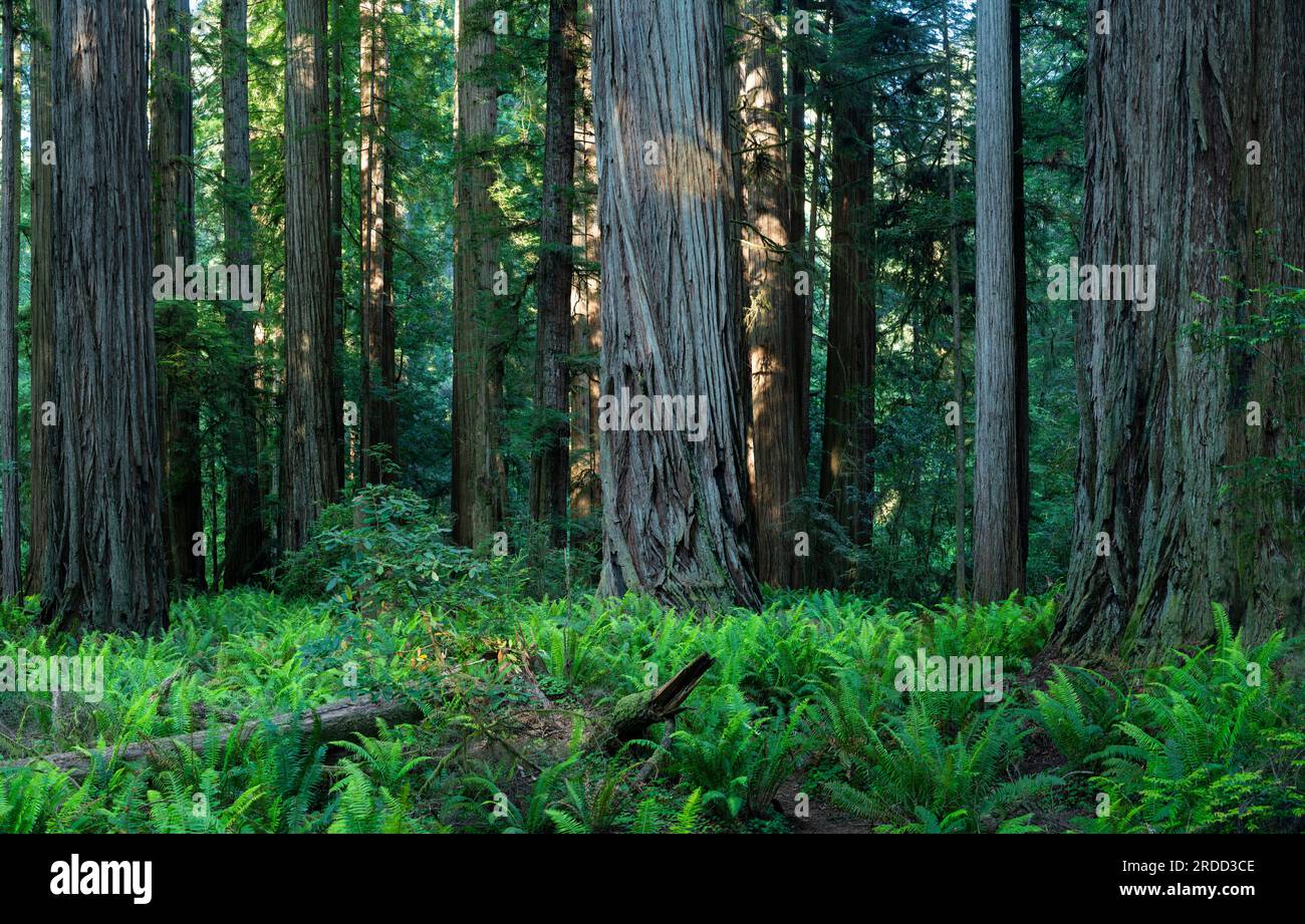 Grove of coastal Redwood trees, Jeddidiah Smith Redwoods State Park ...