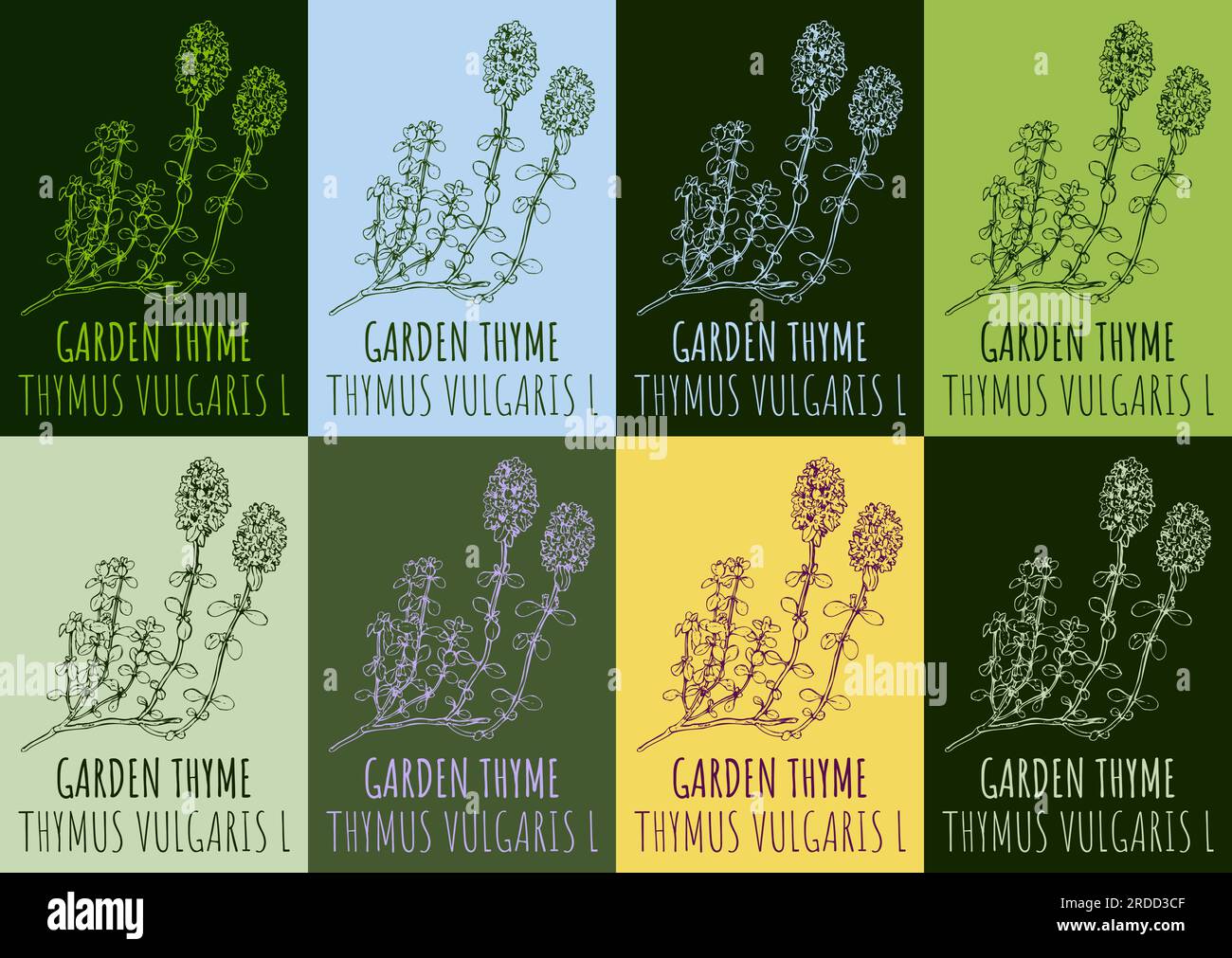 Set of vector drawing GARDEN THYME in various colors. Hand drawn illustration. The Latin name is ...