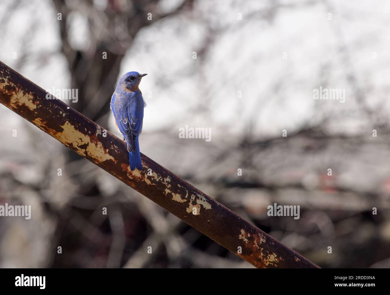 Eastern bluebird (Sialia sialis) - Hall County, Georgia. A male eastern ...