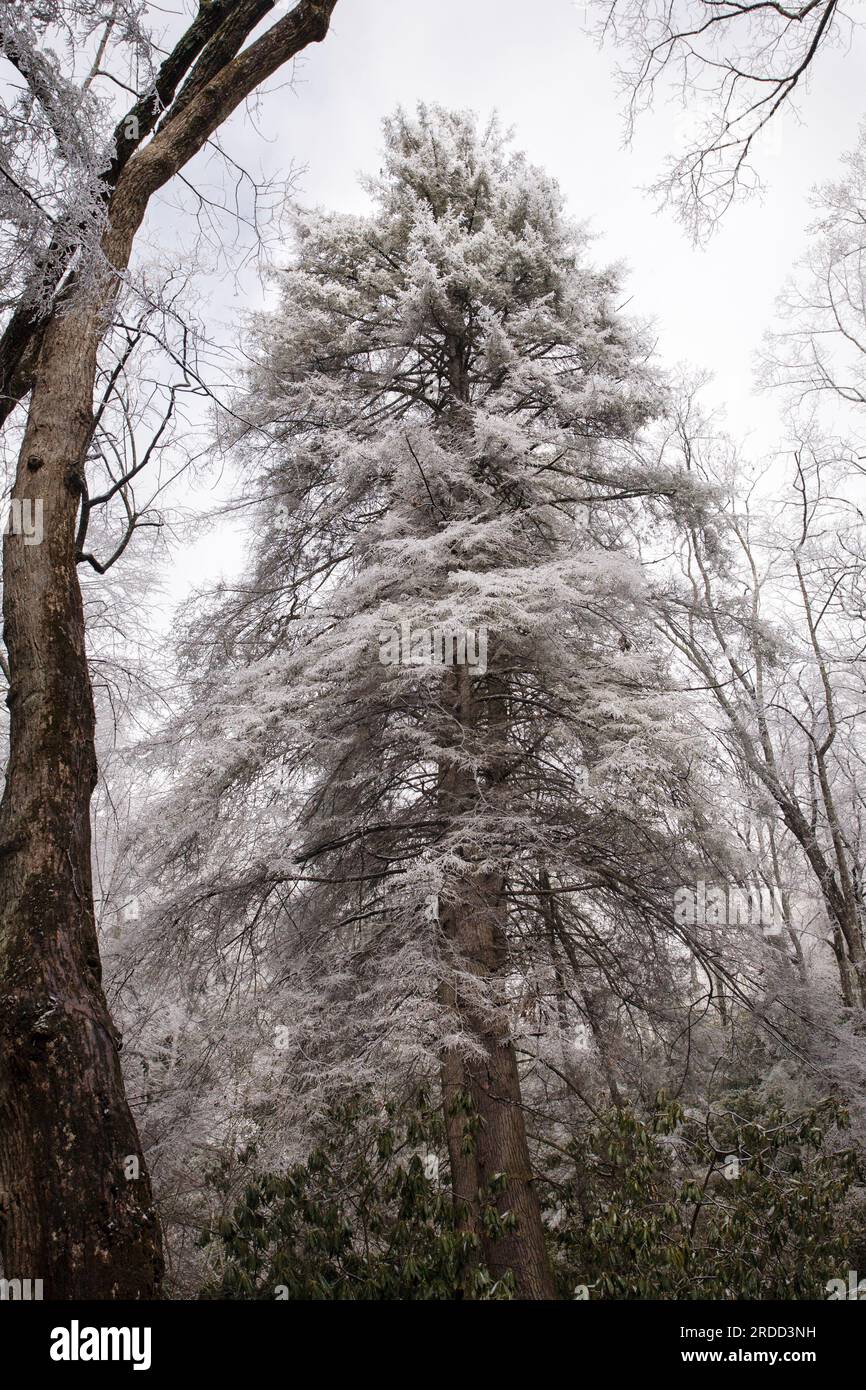 Ice covered conifer, Chattahoochee National Forest - Rabun County ...
