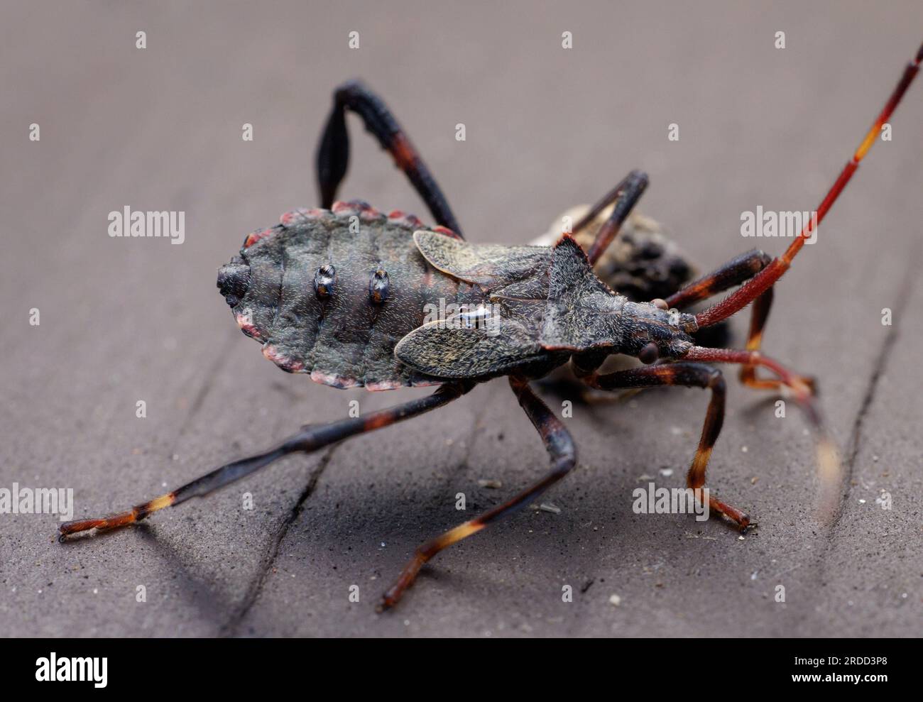 Eastern leaf-footed bug nymph(Leptoglossus phyllopus) - Hall County ...