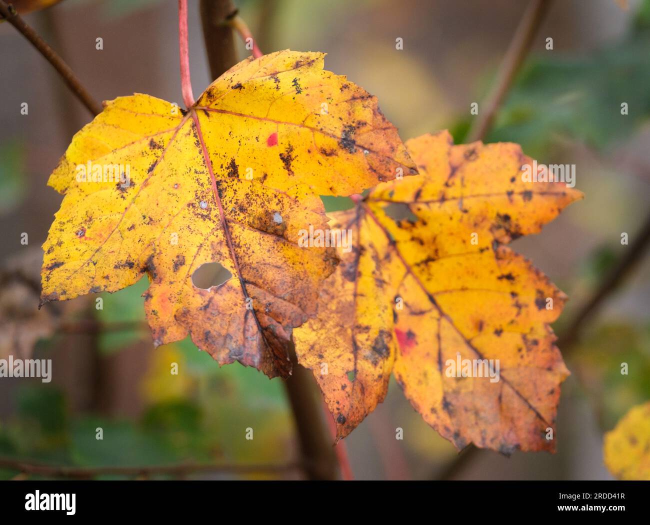 Red maple (Acer rubrum), road side - Hall County, Georgia. Bright ...