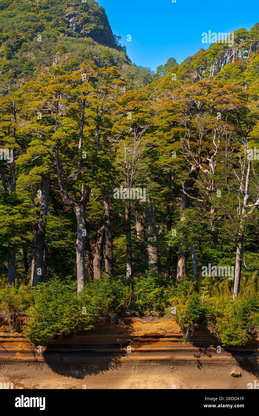 Forest in the hillside of Villarrica volcano at Southern Chile in the ...