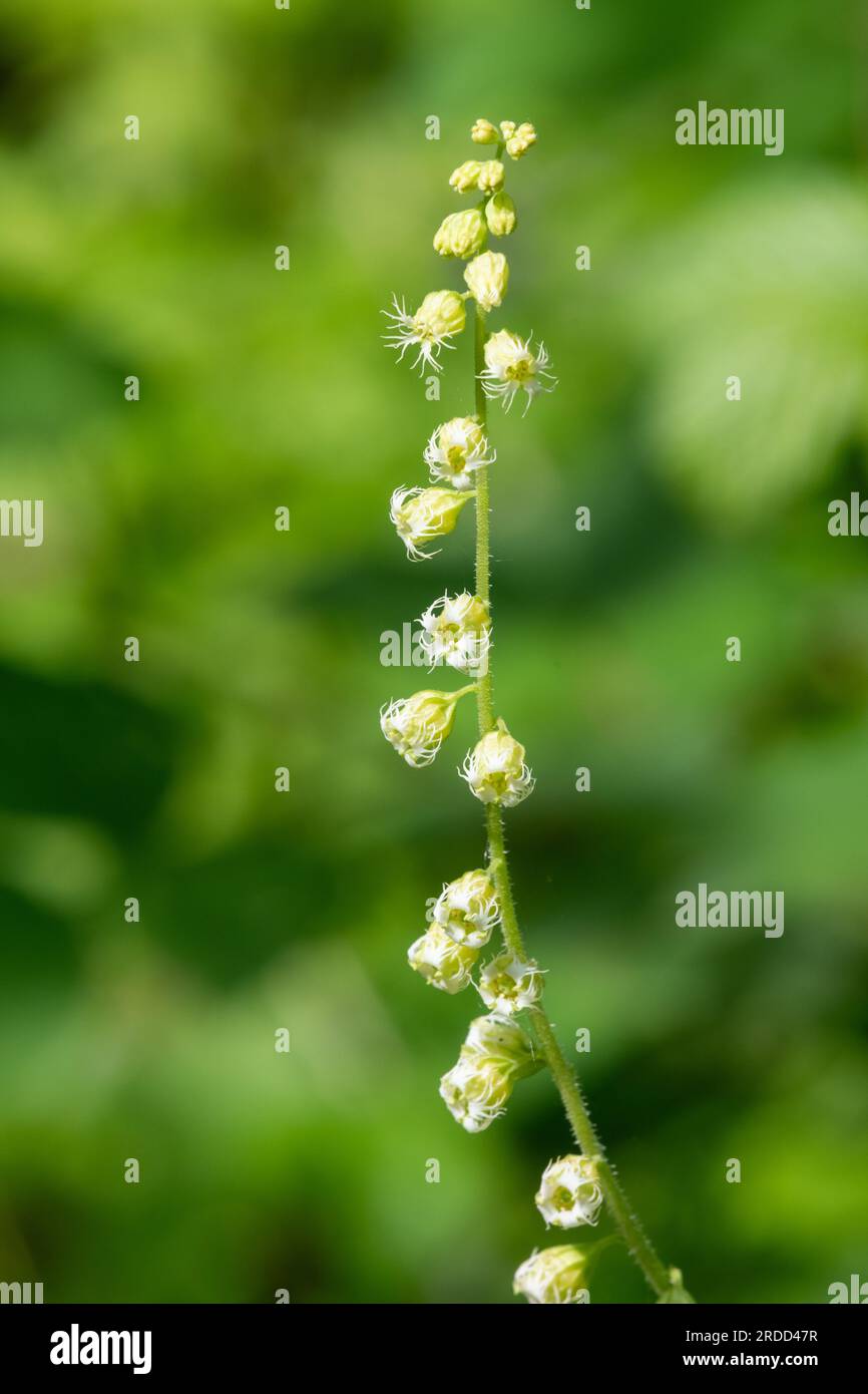Close up of bigflower tellima (tellima grandiflora) flowers in bloom ...