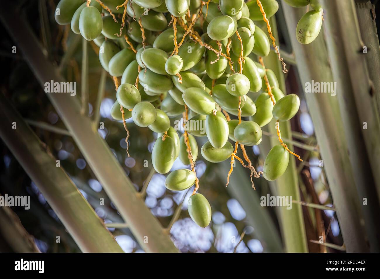 Raw green dates on the palm tree Dammam Saudi Arabia Stock Photo - Alamy