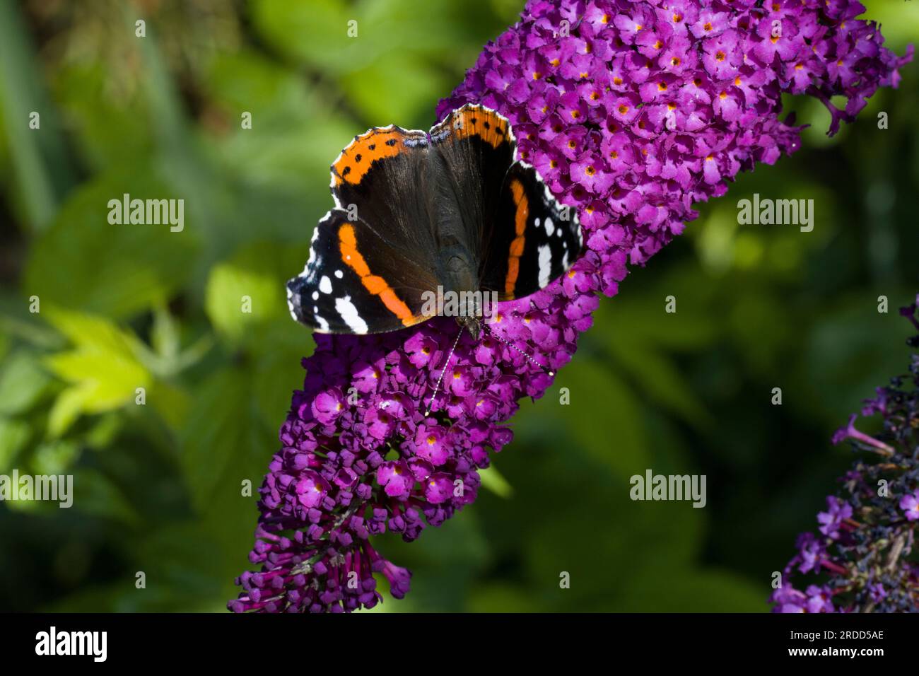 Red Admiral Butterfly Vanessa Atlanta Wings Open on Purple Buddleia ...