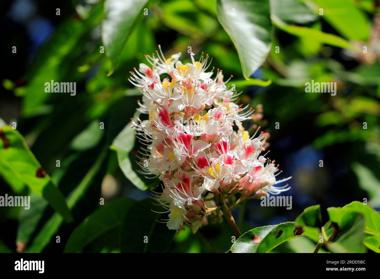 Sweet Chestnut flower, Castanea sativa Stock Photo - Alamy