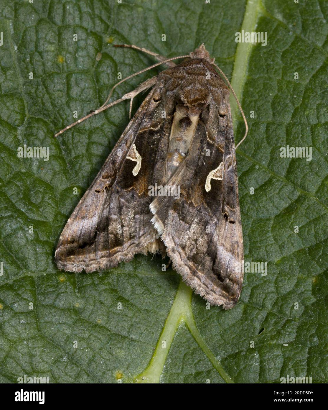 Silver Y Moth Autographa gamma Stock Photo - Alamy