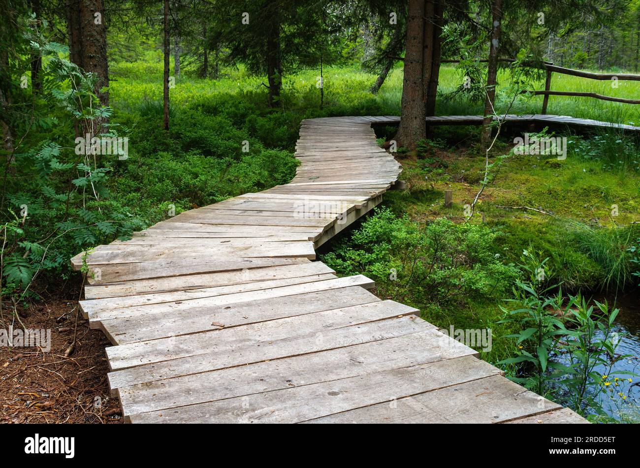 The magic forest path leads 2.5 kilometers through the enchanted high ...