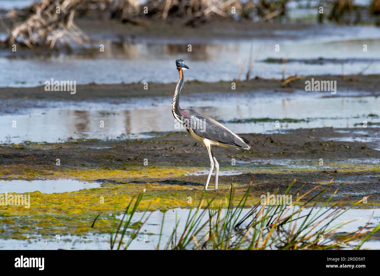 Marsh wetland animal wildlife hi-res stock photography and images - Alamy