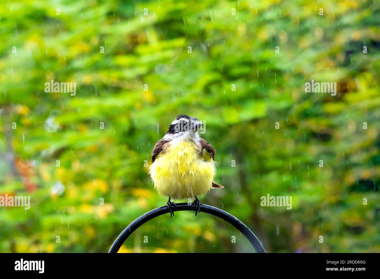 Raining on bird hi-res stock photography and images - Alamy