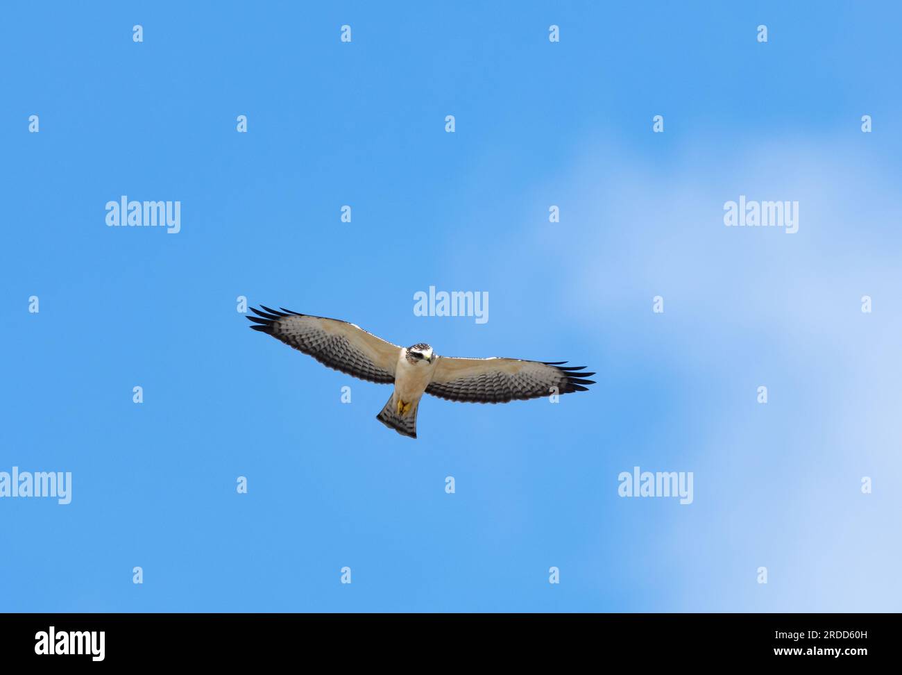 Hawk Flying In The Sky