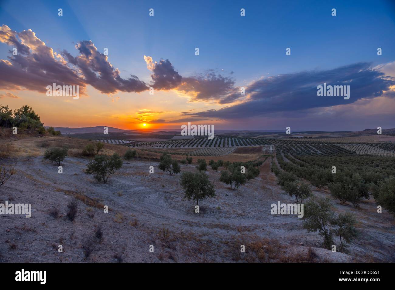 typical Andalusian landscape during sunset, Spain Stock Photo - Alamy