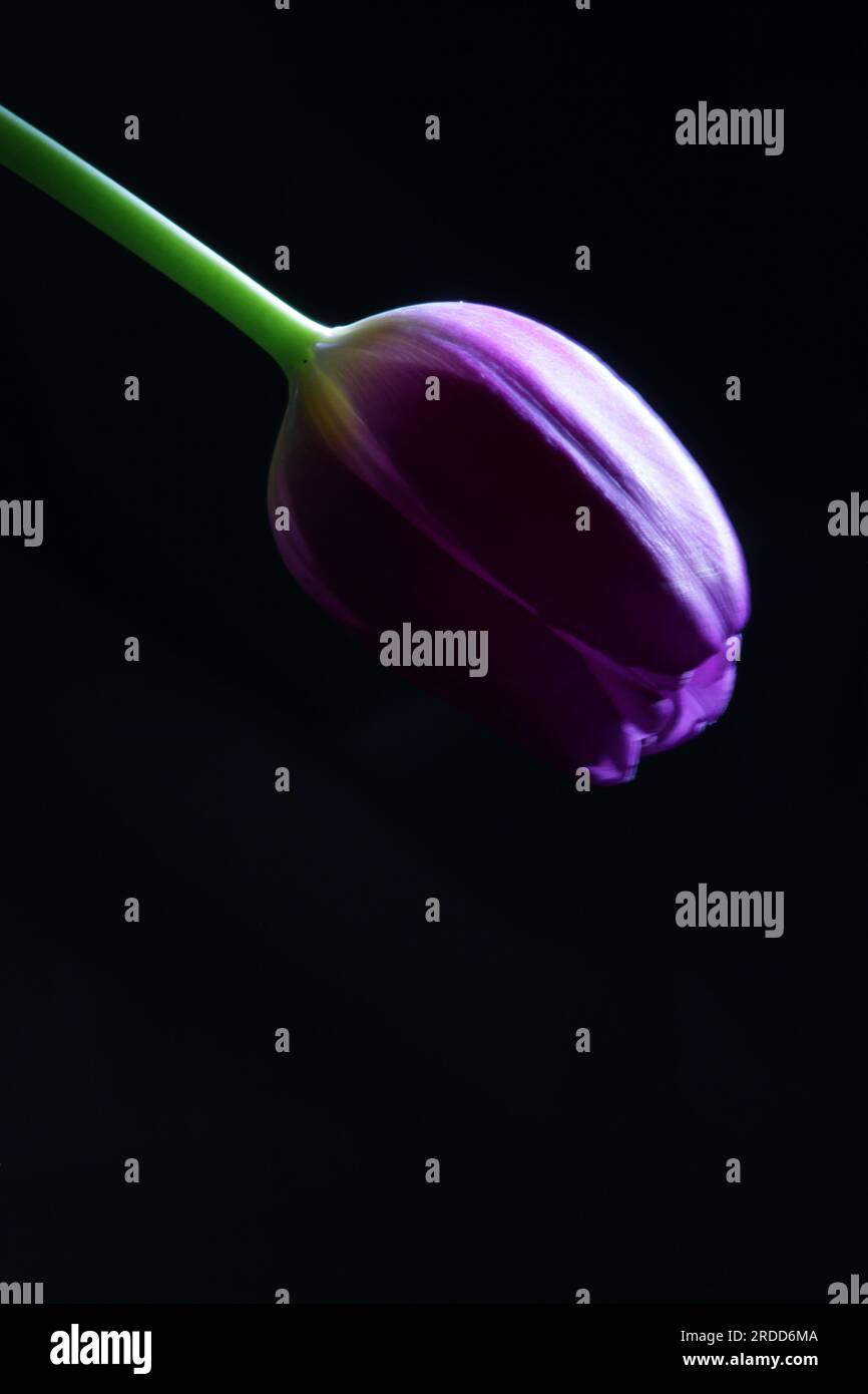 Painted light flower hi-res stock photography and images - Alamy