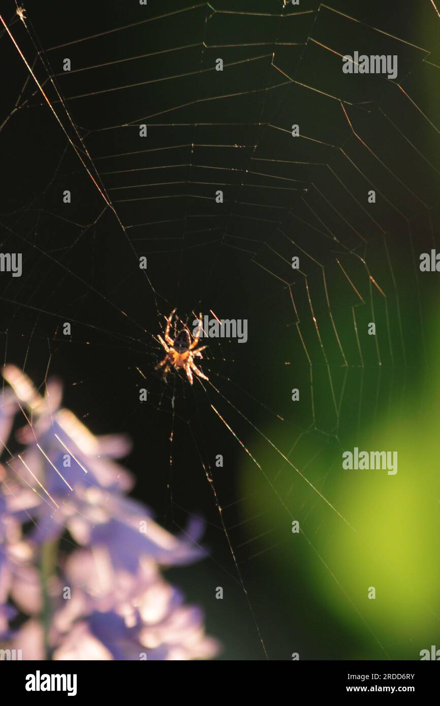 A spider sits on a web. There is a green background and flowers at the ...