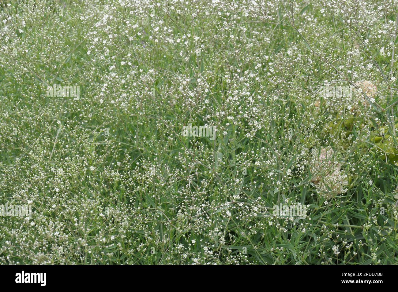 Closeup of the white flowering garden plant gypsophila paniculata ...