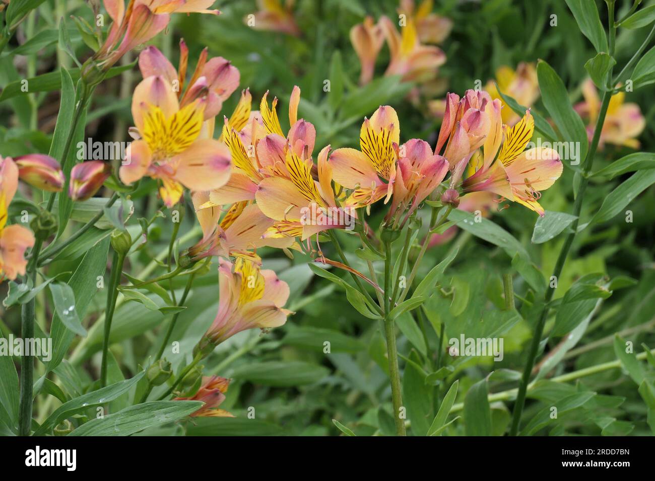 Astroemeria Green Lily Perennial