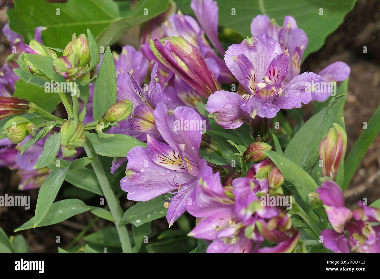 Closeup of the purple blue flowers of the perennial garden plant ...