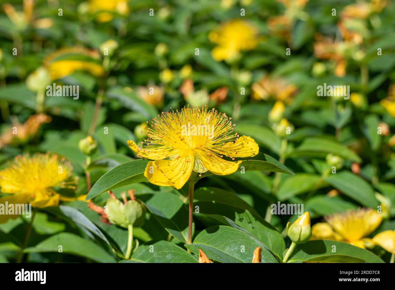 Close up of a Rose of Sharon (hypericum calycinum) flower in bloom ...