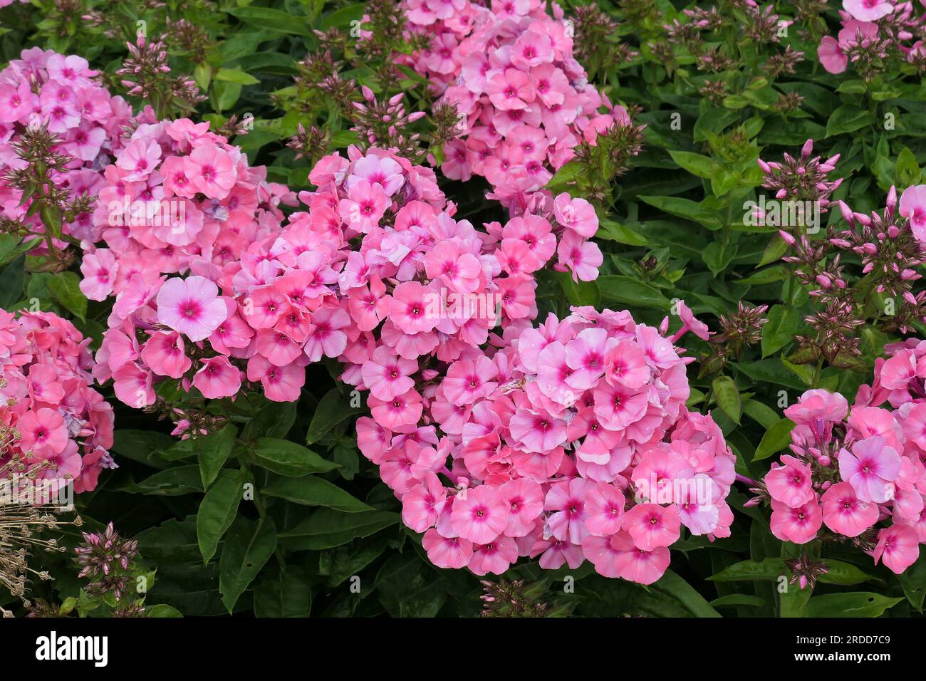 Closeup of the flowering herbaceous perennial garden plant phlox ...
