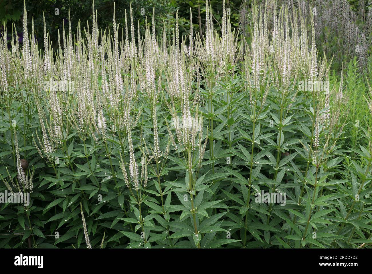 Closeup of the flower spike of the flowering garden herbaceous ...