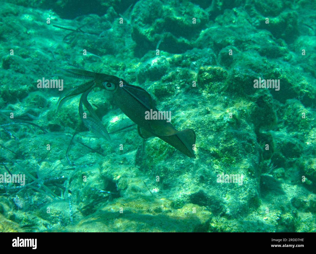 Common or European Squid, Loligo vulgaris, Tilos Island, Dodecanese ...
