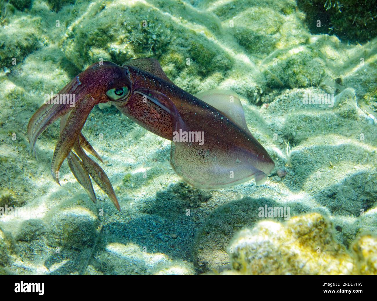 Common or European Squid, Loligo vulgaris, Tilos Island, Dodecanese ...
