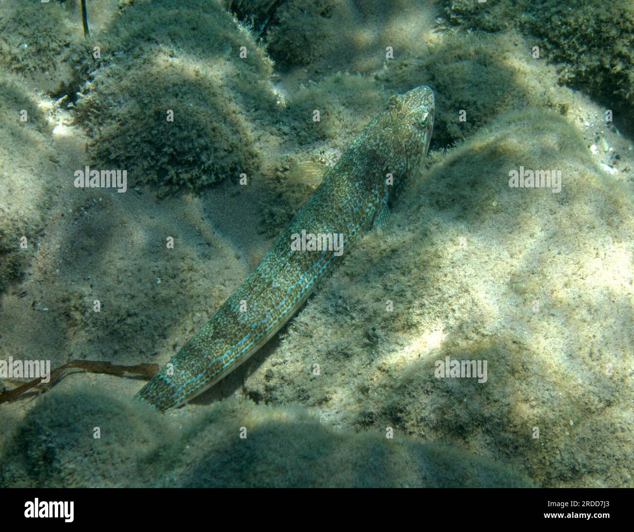 Greater Weever Fish, Trachinus draco, Tilos Island, Dodecanese islands ...