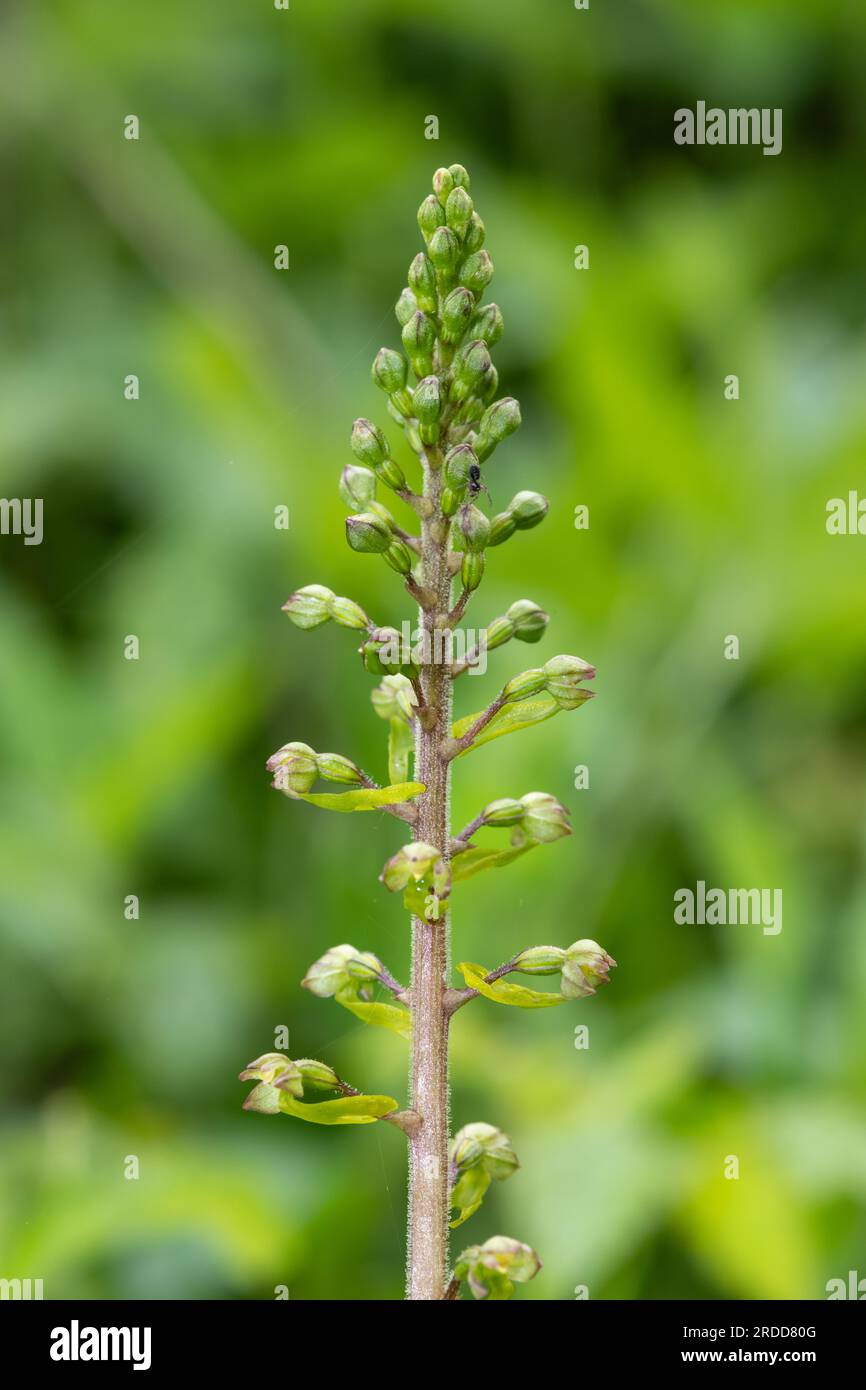 Close up of a common twayblade (neottia ovata) orchid Stock Photo - Alamy