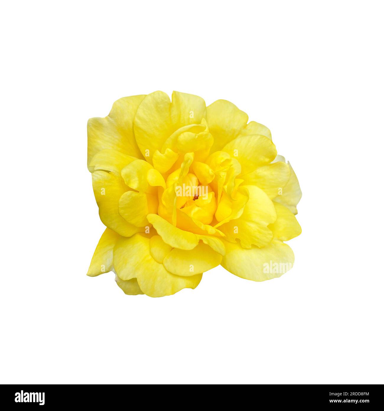 Yellow isolated rose with leaves delicate flower branch, cutout object ...