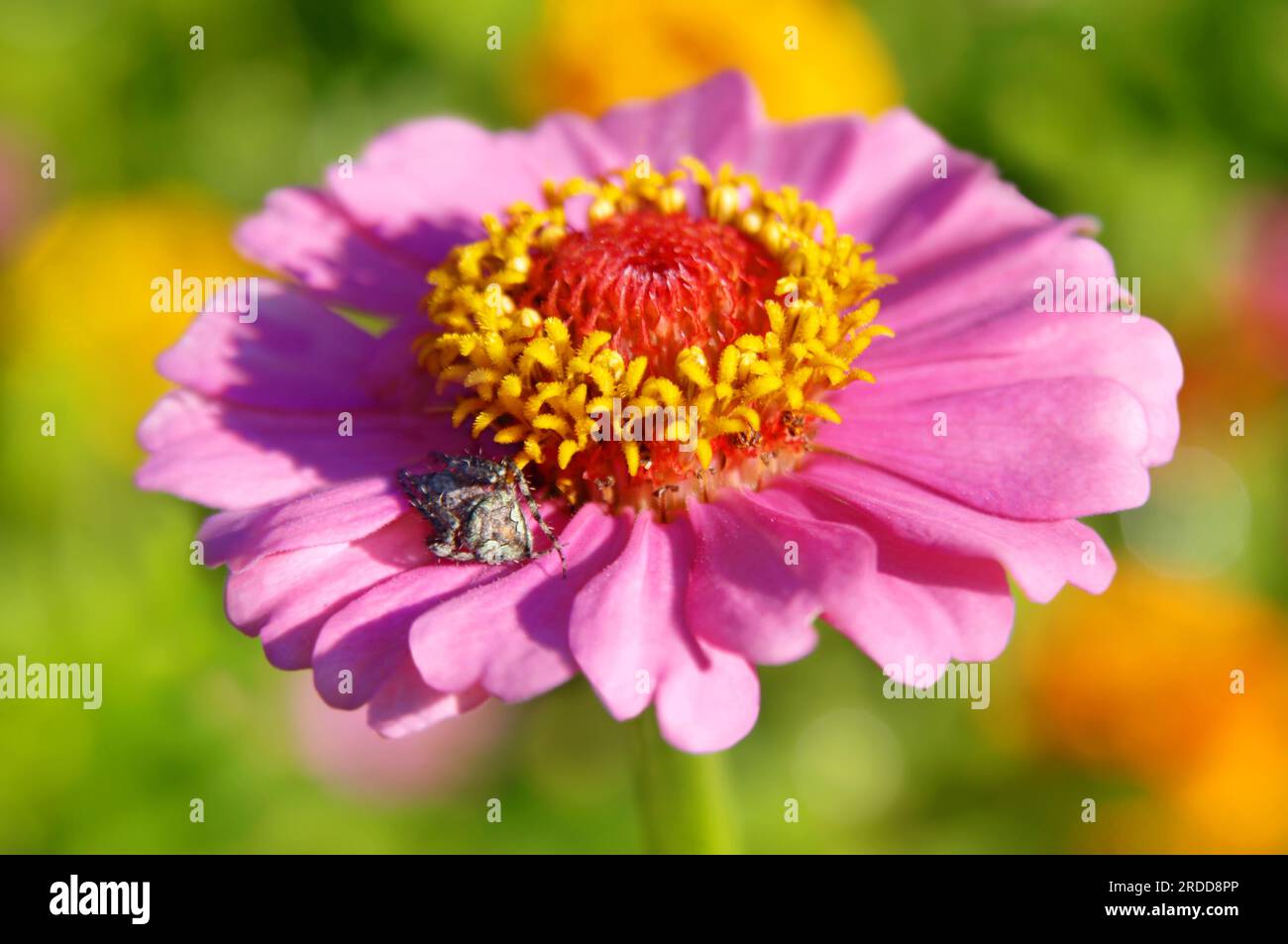 Gorgeous pink shasta diasy is the hiding place of a grey spider. Early ...