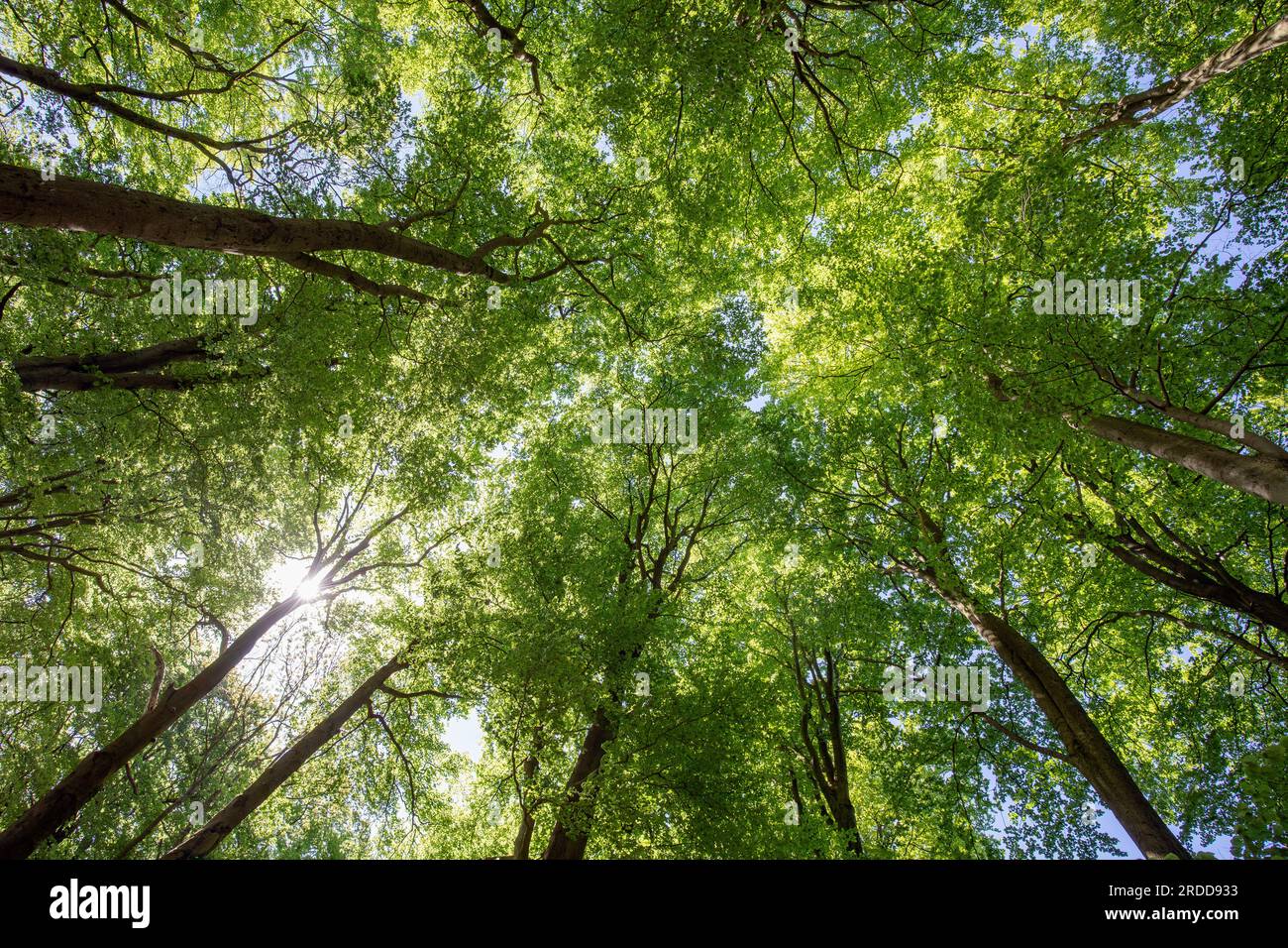 Leaf canopy hi-res stock photography and images - Alamy