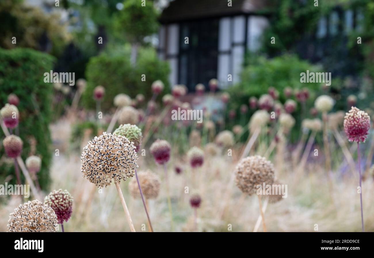 Dead, dried and decayed spring flowering Allium seed heads ...