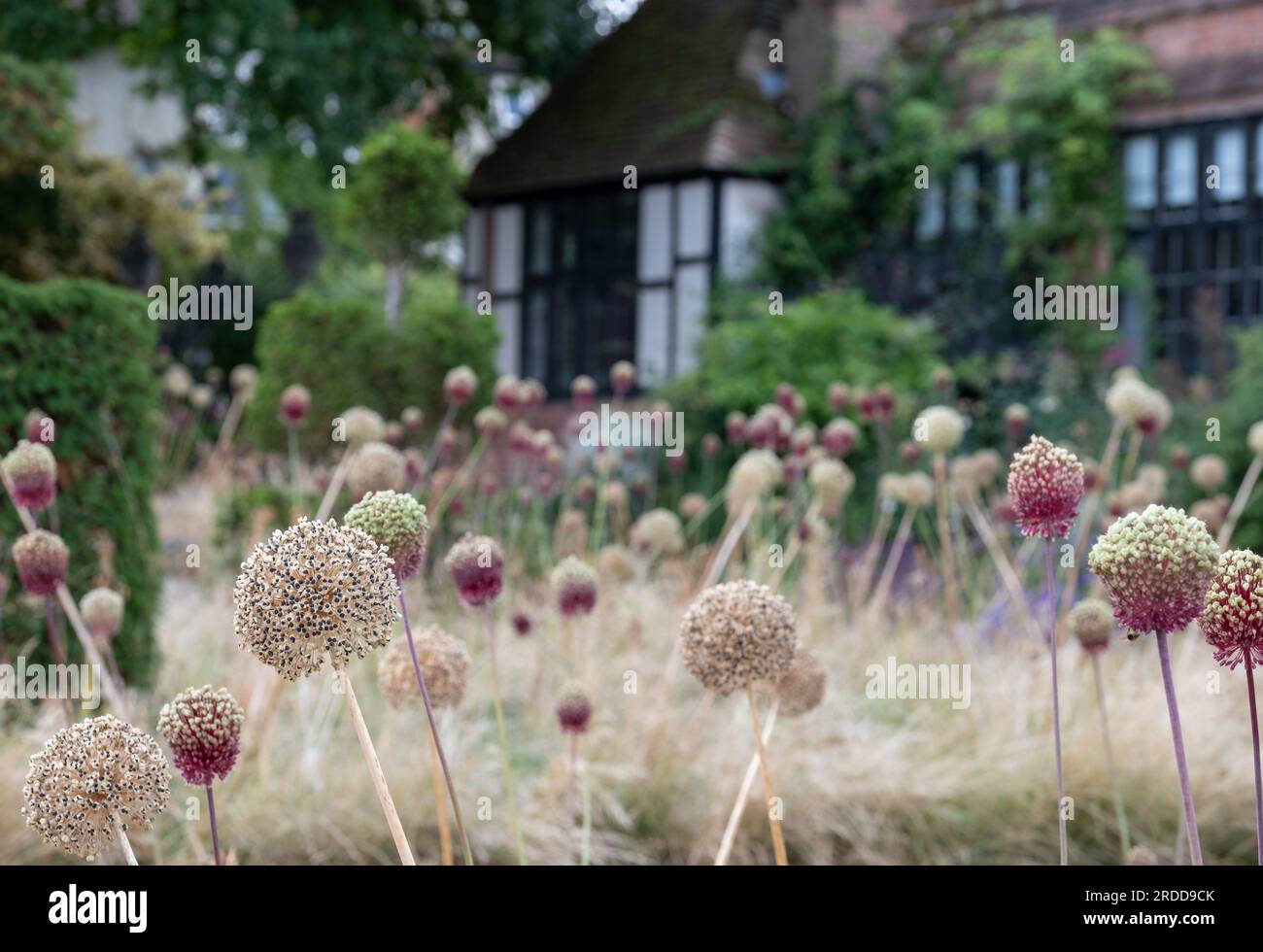 Dead, dried and decayed spring flowering Allium seed heads ...