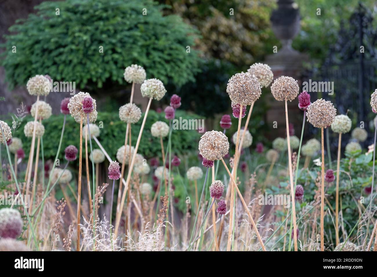 Dead, dried and decayed spring flowering Allium seed heads ...