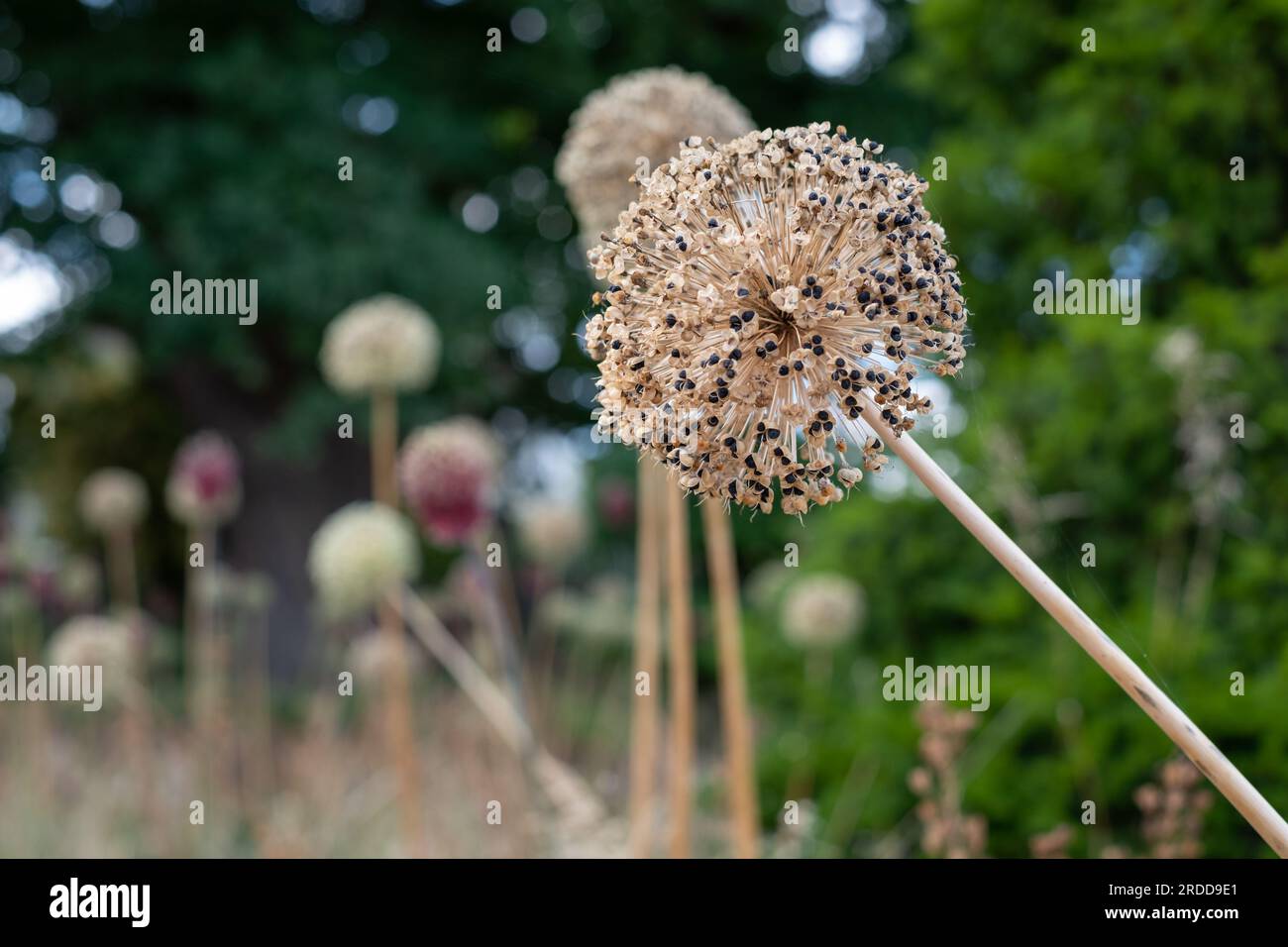 Dead, dried and decayed spring flowering Allium seed heads ...