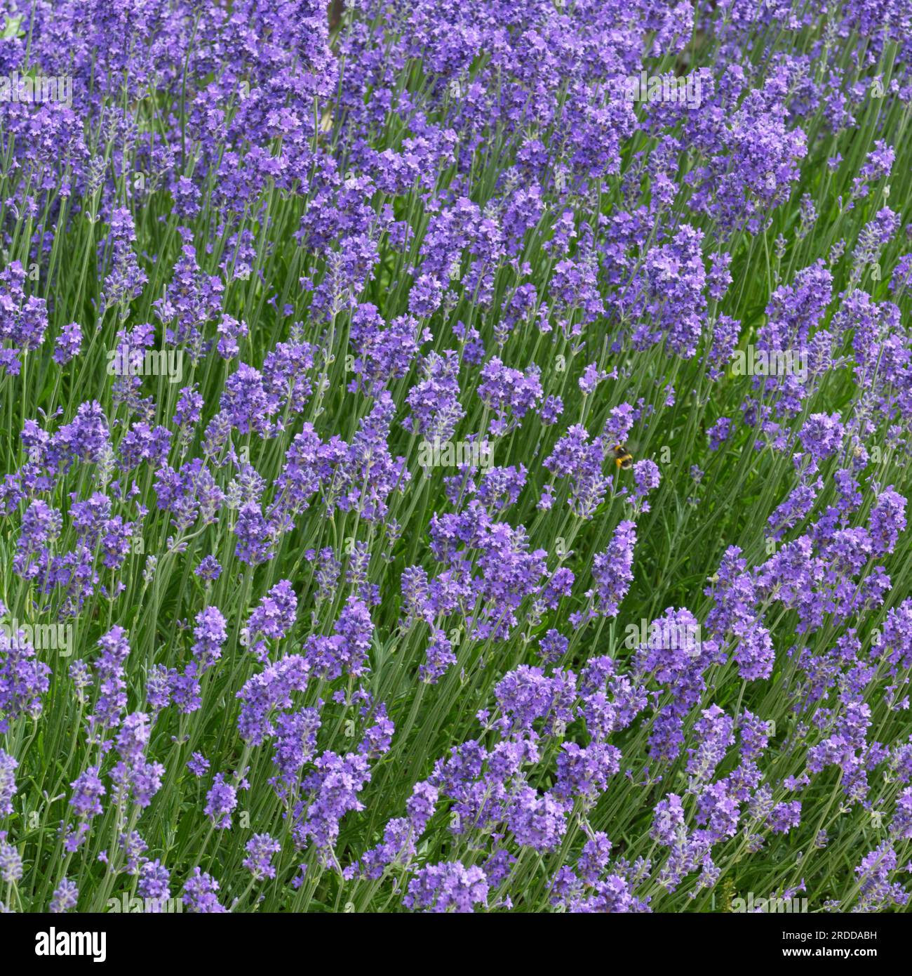 Purple blue flowers of English lavender Lavandula angustifolia, or ...