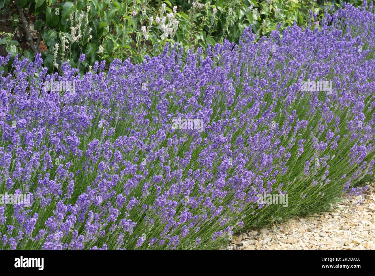 Purple blue flowers of English lavender Lavandula angustifolia, or ...
